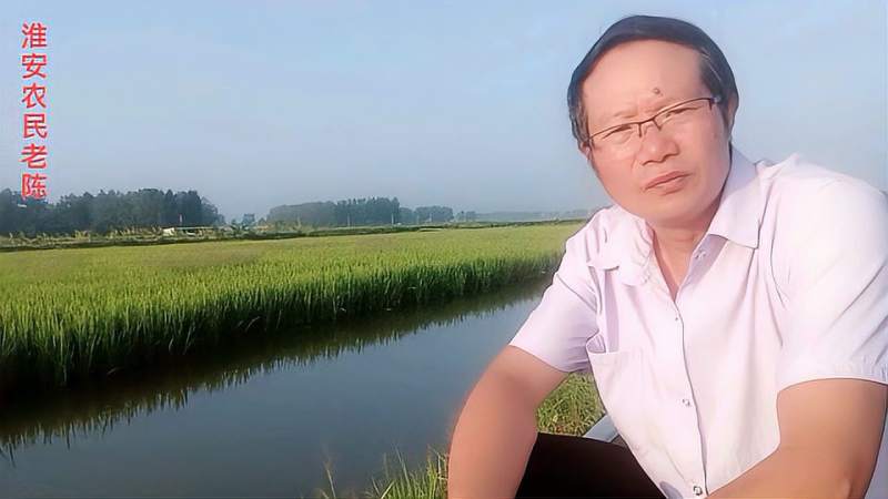 虾稻田直播水稻,小龙虾踪影全无。虾稻共生选择好模式很重要