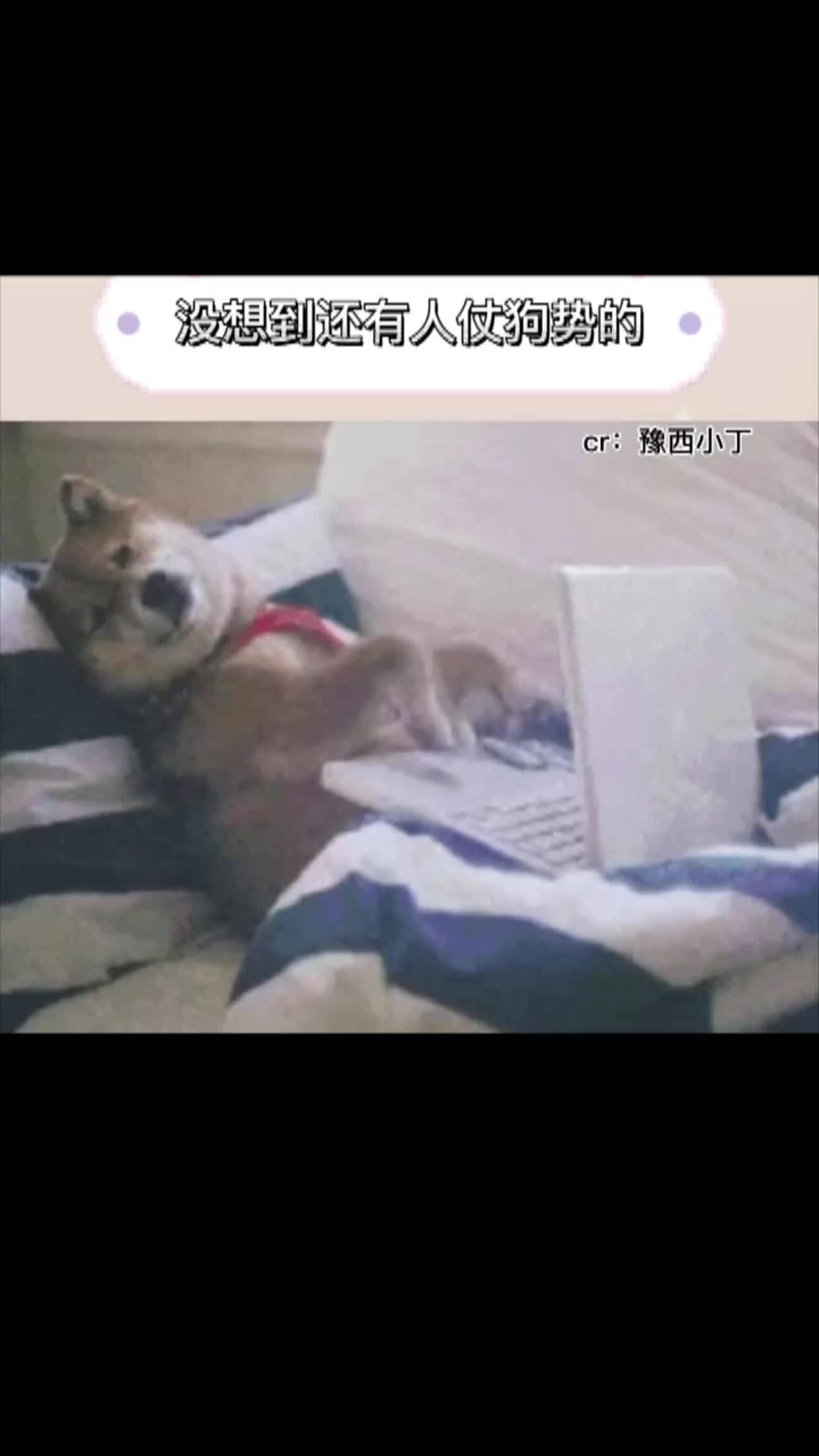 皮皮:你就叫我小皮就行狗狗内容过于真实搞笑万万没想到