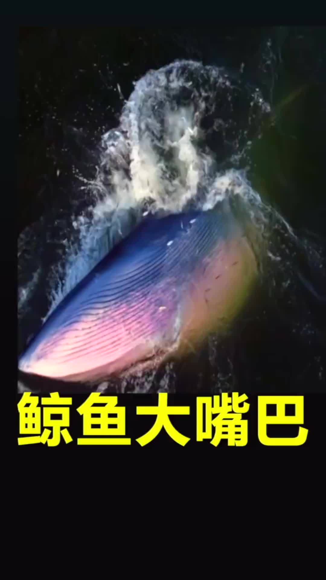 布氏鲸整个嘴巴像一个漏斗一样,把兜在嘴里的鱼群一口吞下去。