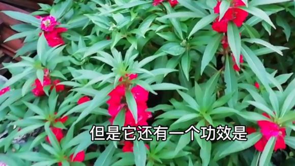 指甲花(凤仙花)除了美指甲和染头发,它还有什么功效呢,值得收