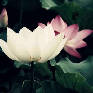 路人甲115731551 