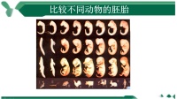 第三章第二节生物进化的历程