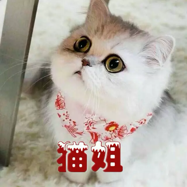 我是猫姐吖 