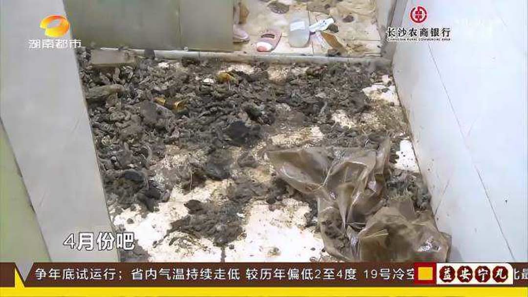 情侣分手出租房内遗弃16只猫,遍地垃圾估损7万(一)