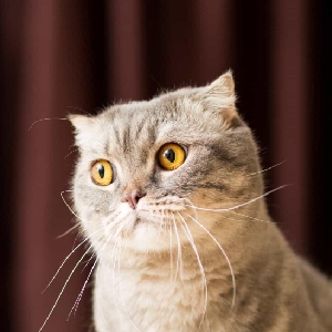 猫宇游戏解说 