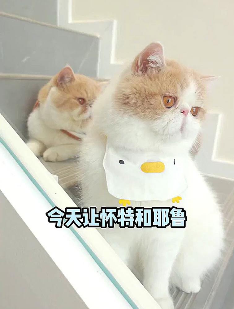 来给猫咪们做个信任度测试