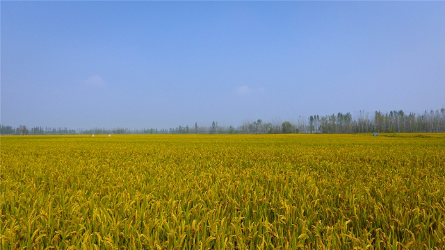 中国地理标志产品之鱼台大米