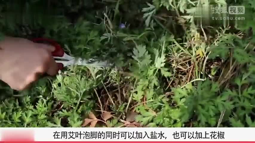 冬季用艾草泡脚好处特别多,但这三点要注意