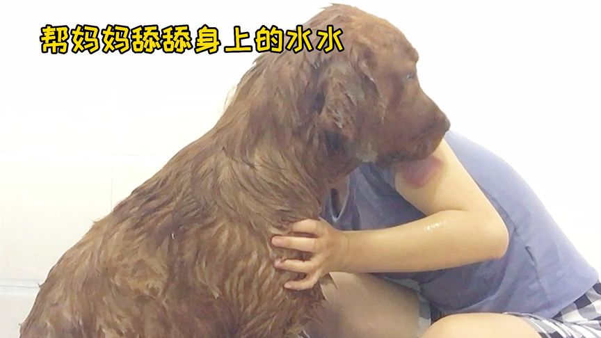 在家给狗狗洗澡,我觉得比宠物店洗的干净!