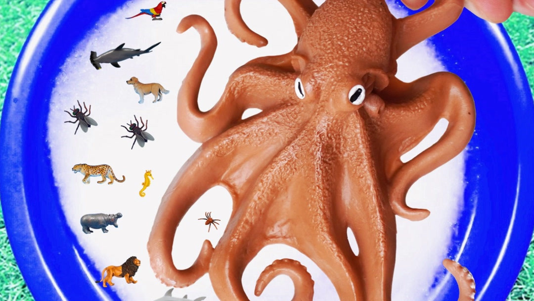 一起认识各种各样的动物