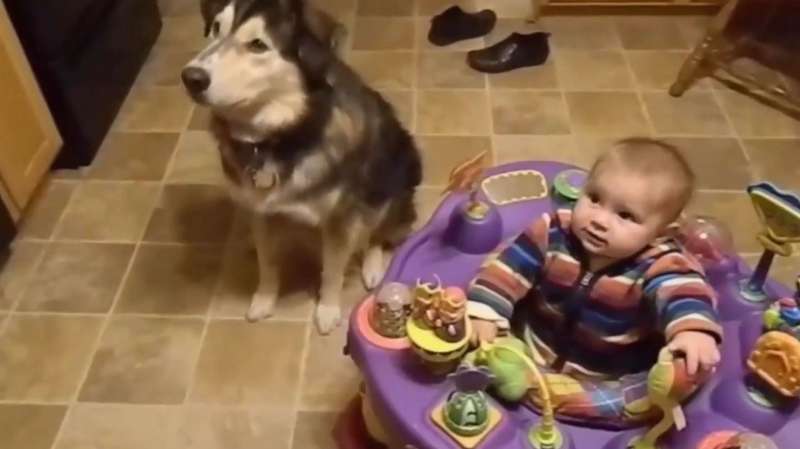 狗狗在表演杂技,把一旁的宝宝逗得好欢乐啊