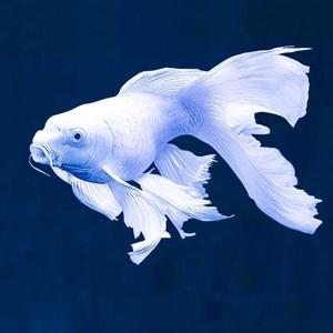 多宝水族 