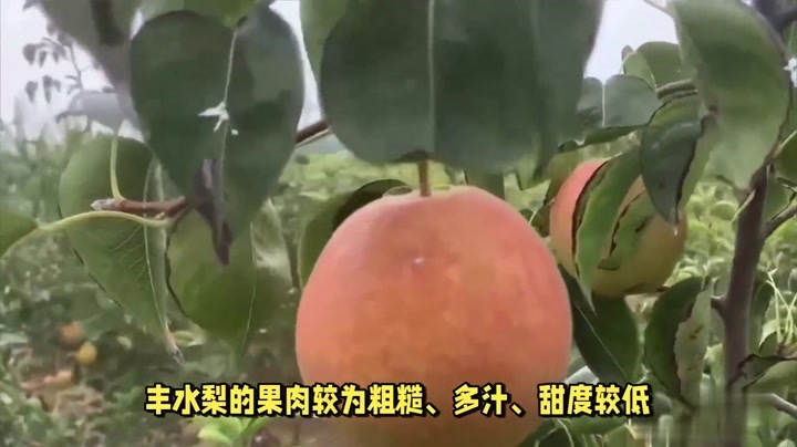 秋月梨和丰水梨的区别,你知道吗?
