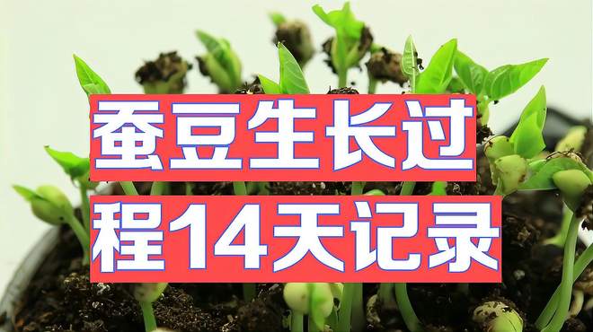 蚕豆生长过程全记录:14天见证奇迹