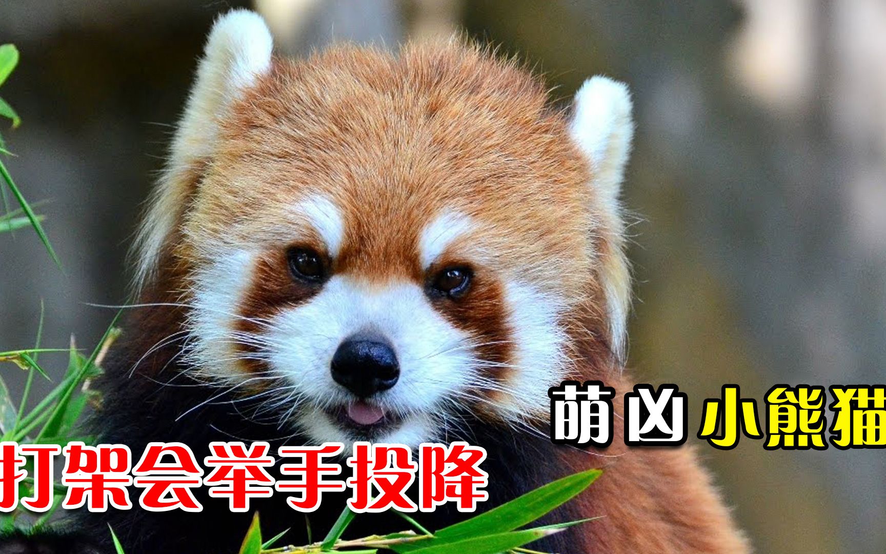 凶起来会举手投降,全身长在萌点的小熊猫
