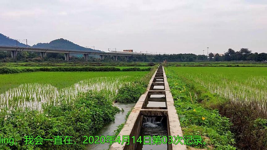 水稻的生长过程,4月14日第03次记录,今天阴天,天气凉爽!