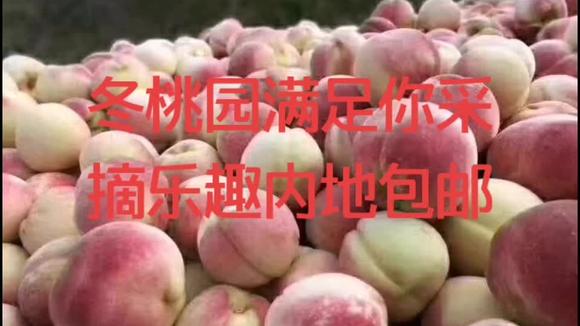 您见过立冬时节桃子ߍ�还生长在树上吗[疑问]