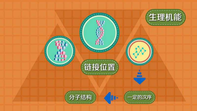 一分钟了解基因