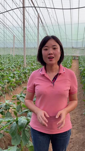 高垄栽培种植不分时间,全年可用