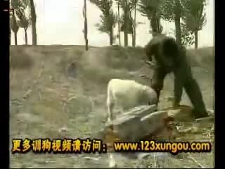 狗病防治手册 狂犬病狗症状