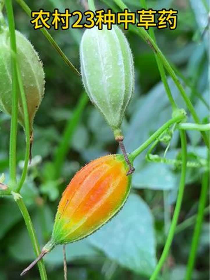 实拍农村中草药植物二十三种,老一辈人才记得它的名字