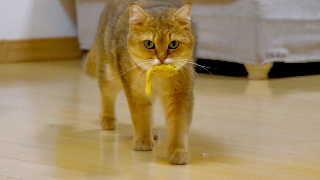 猫咪叼着玩具不撒嘴,三番五次求主人一起玩,连睡觉都带在身边!