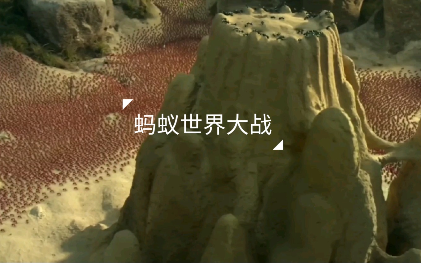 【动物总动员】红蚂蚁围攻黑蚂蚁