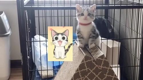 当动漫里的猫走进现实,简直一模一样嘛,可爱极了!