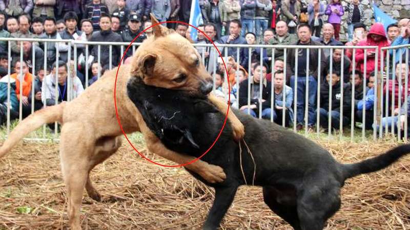 残酷可怜的斗狗,斗败的狗被用铁锤敲碎脑袋