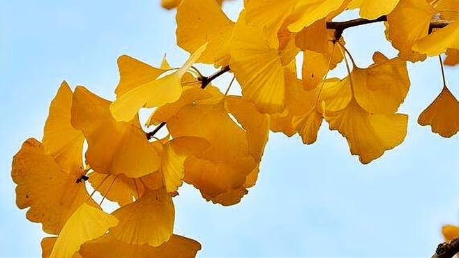 银杏叶的生长过程