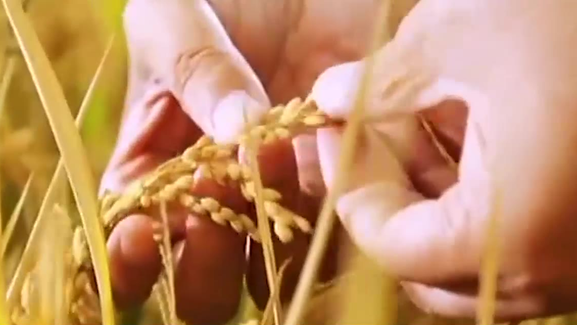 中央一号文件即将发布!大农业领域迎来新机遇