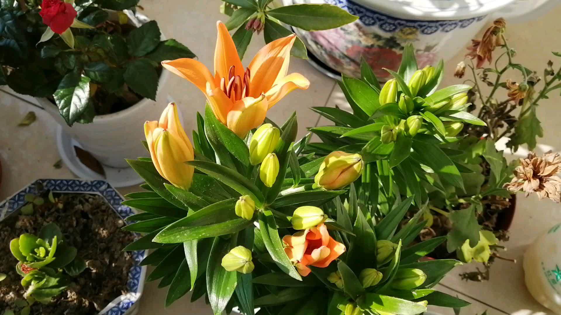 .阳台上的百合花终于开放,花儿很美