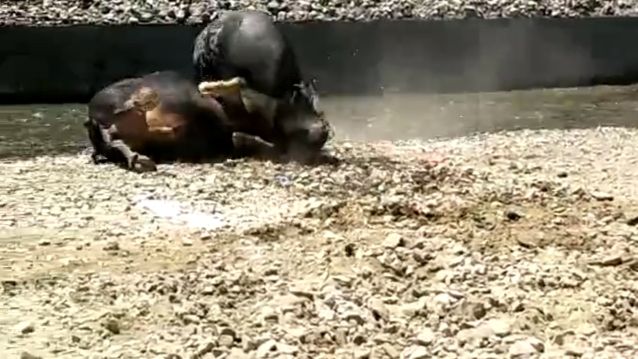 发个库存视频,十面埋伏vs红辣椒