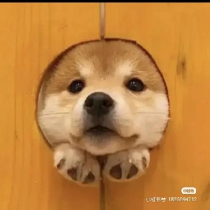 努力学习中的陈 