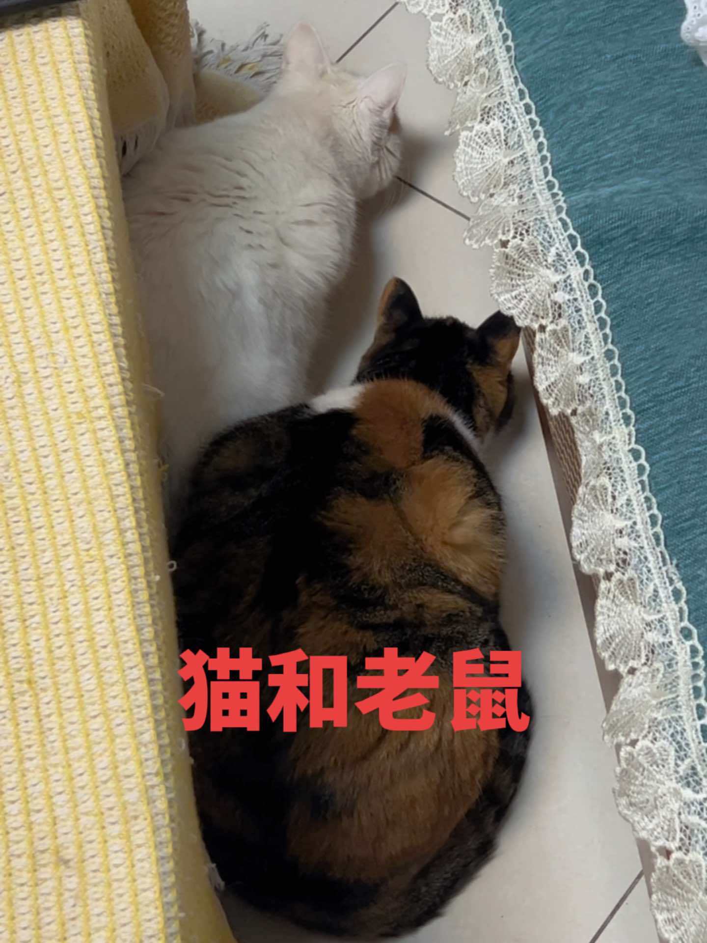 现在的猫还会抓老鼠吗结果大跌眼镜!猫和老鼠猫抓老鼠