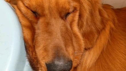 你们家有只天天陪你们上厕所的修狗吗?