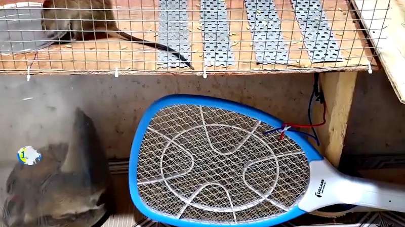 牛人发明捕鼠神器,老鼠一个个都被电晕,电蚊拍实力太强大了
