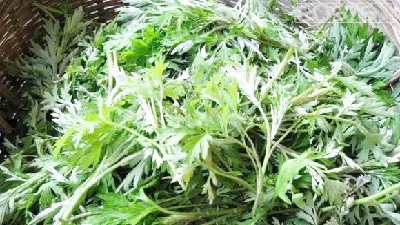 用“艾草”泡脚时,要记住这3个“不要”很多人不懂,总是泡错