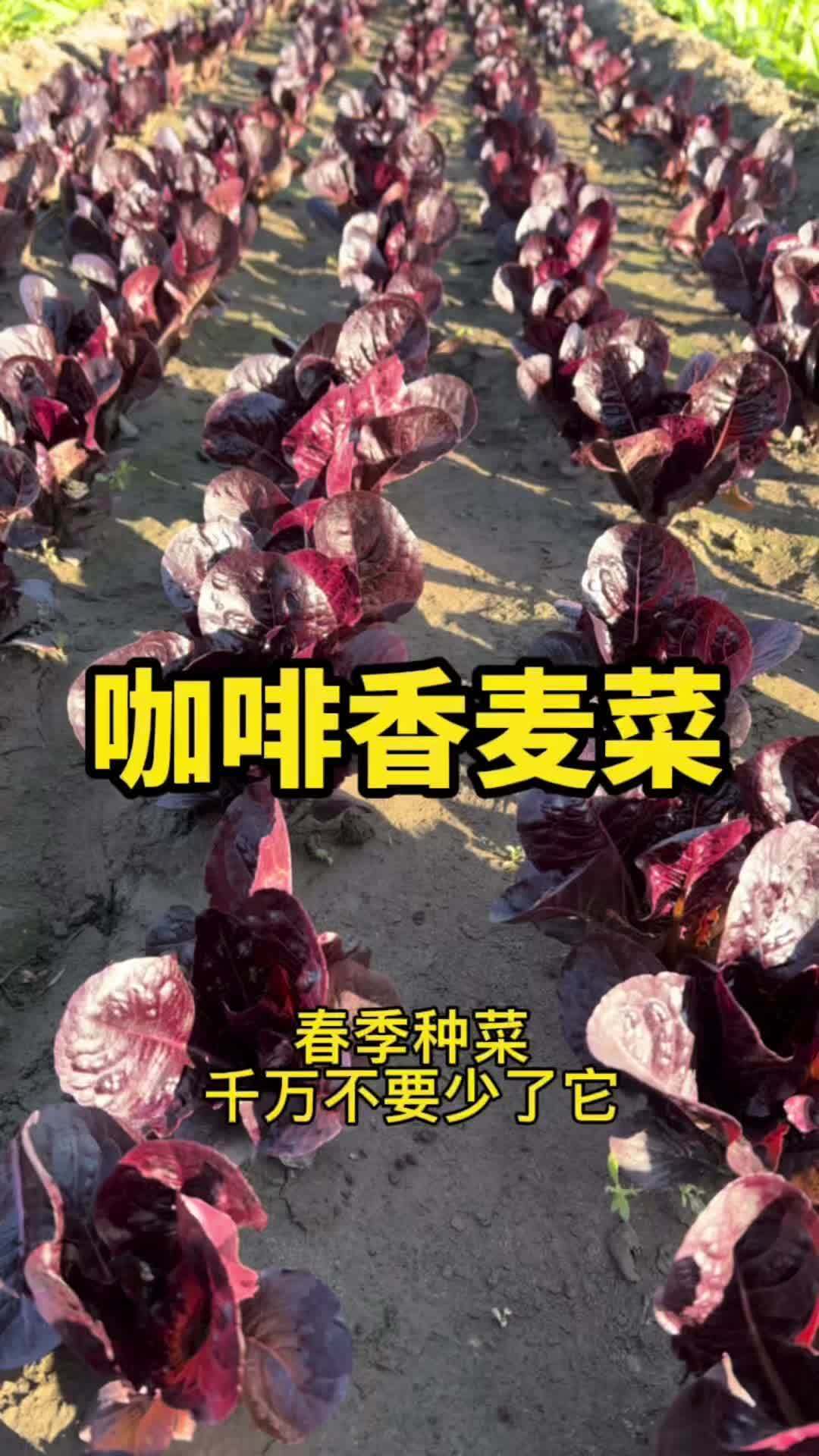 春季种菜千万不要少了它,它就是从来不着虫的咖啡香麦菜