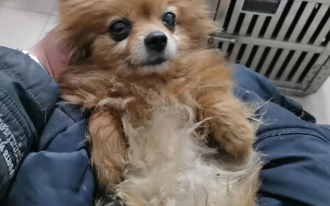 深夜救回原地不走的老年博美,主人啊你在哪里