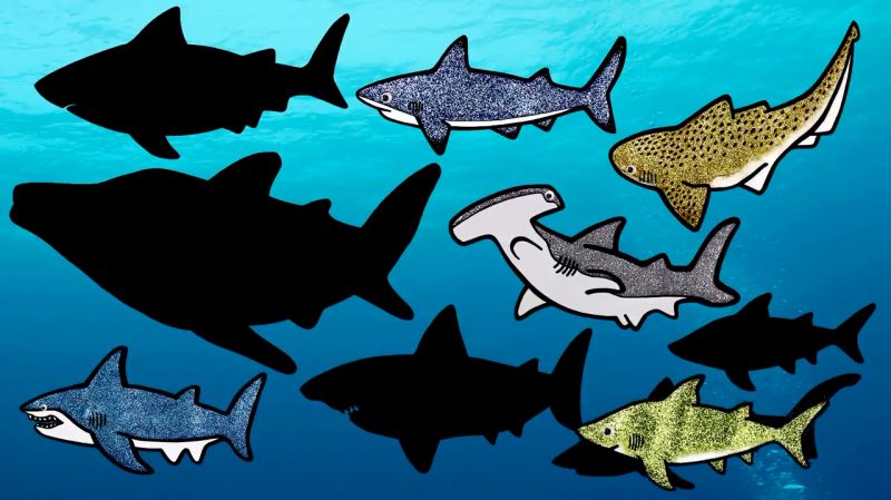 学习野生动物园动物和海洋动物与鲨鱼玩具动漫