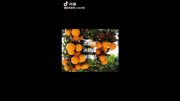 江西任氏果业冰糖橙种植园修剪技巧与种植管理技术