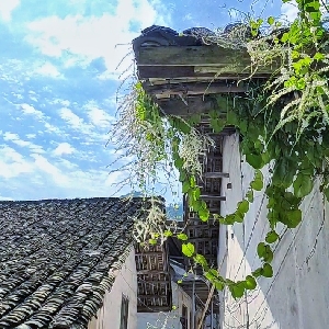 juju南方 