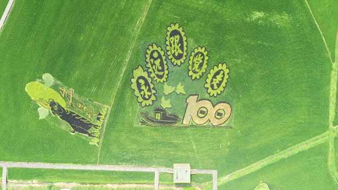 东北这村村民自己种稻田画,5年5个不同主题,到季照样收割