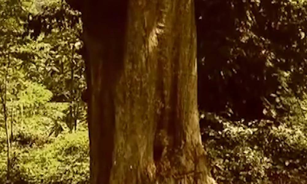 湖北千年“神树”要成精,害怕给它挠痒痒,被称为痒痒树!