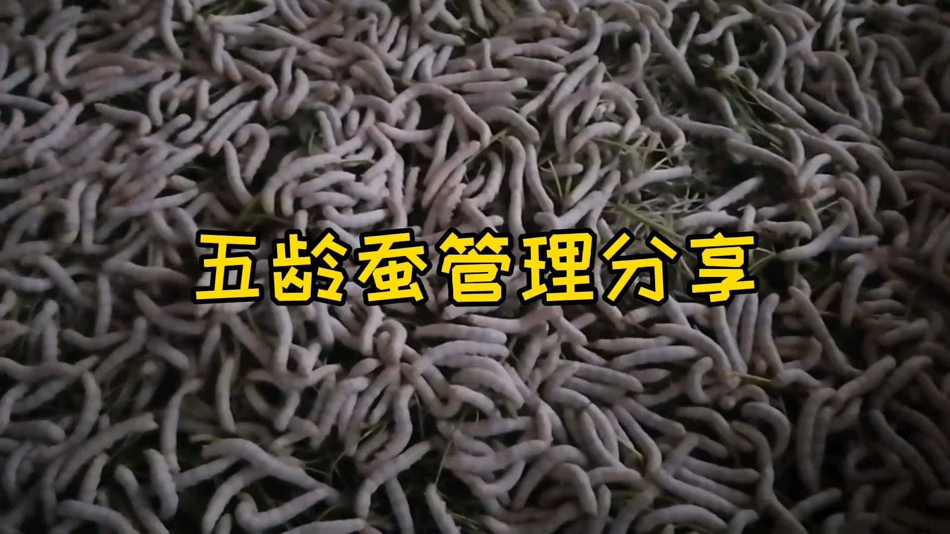 养蚕技术分享,蚕上五龄以后这两点要注意