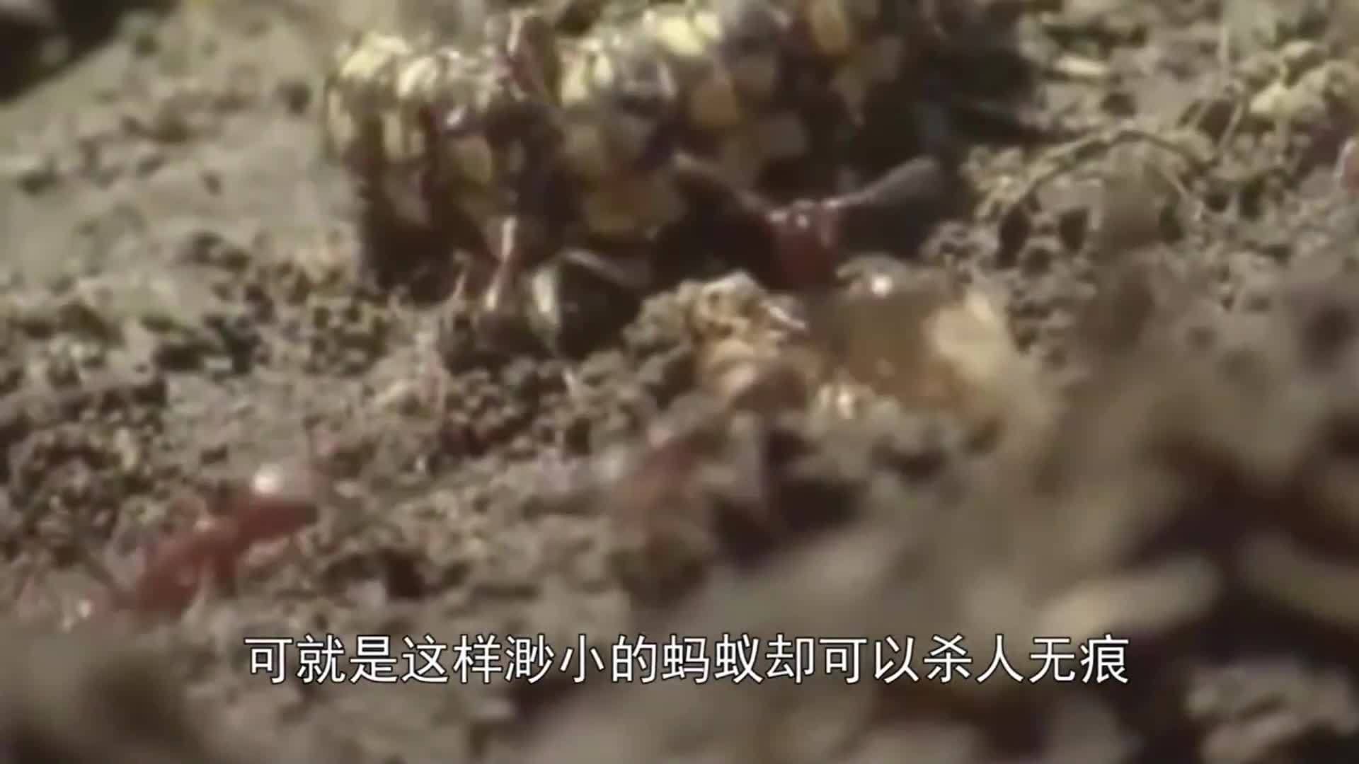 男子不慎被蚂蚁咬了一口,直接被干翻在地,几分钟后就死了!