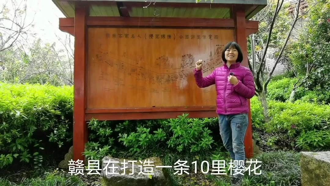 耗资3个亿打造一个热门景点,种植18种樱花,赣县因它出名