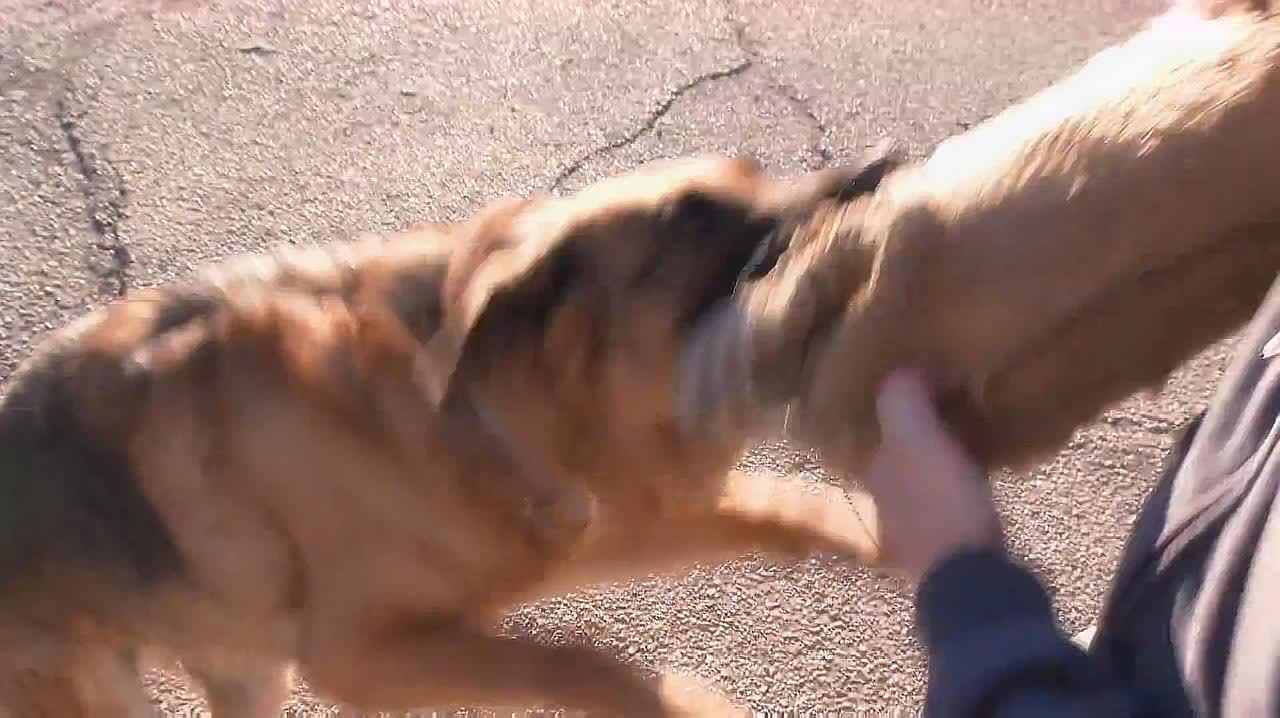 超清慢镜头看大型犬,奔跑和攻击的动作,了解大型犬的动物习性