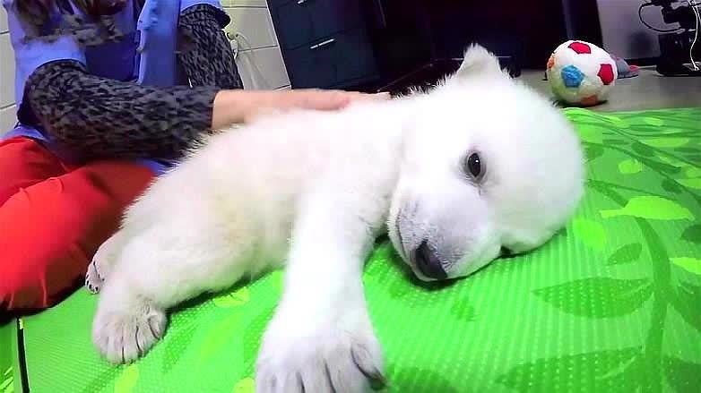你见过这么萌的小北极熊吗?带你看看小北极熊的成长记!